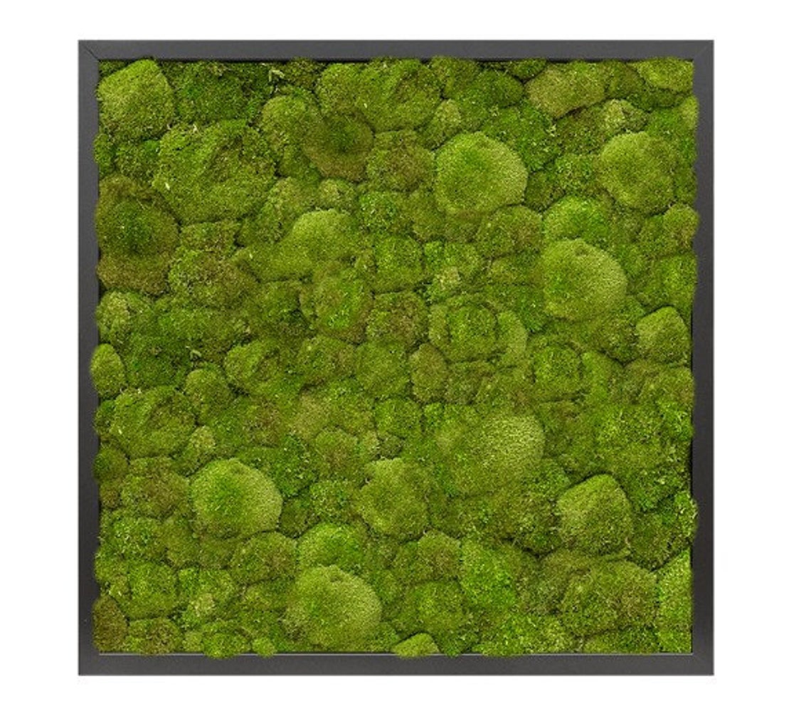 Bun Moss Picture, Moss Square, Moss Rectangle Moss Art, Moss Wall ...