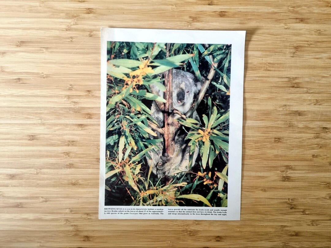 Vintage Koala Print: 80s Magazine Clipping, Retro Wall Art - Etsy