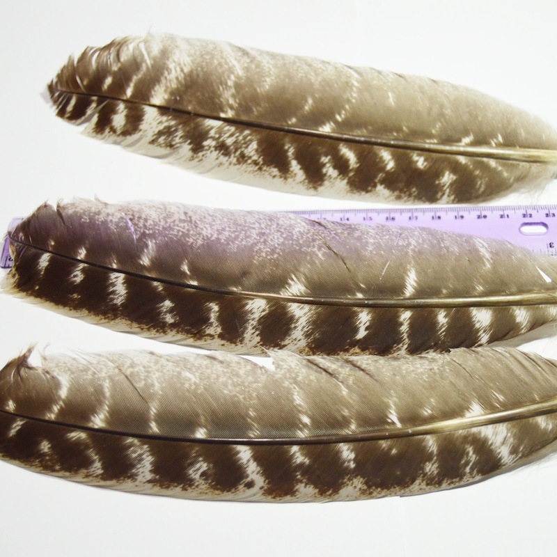 Turkey Wing Feathers - Etsy