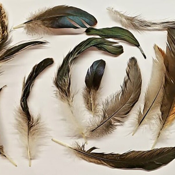 Craft Feathers - Etsy