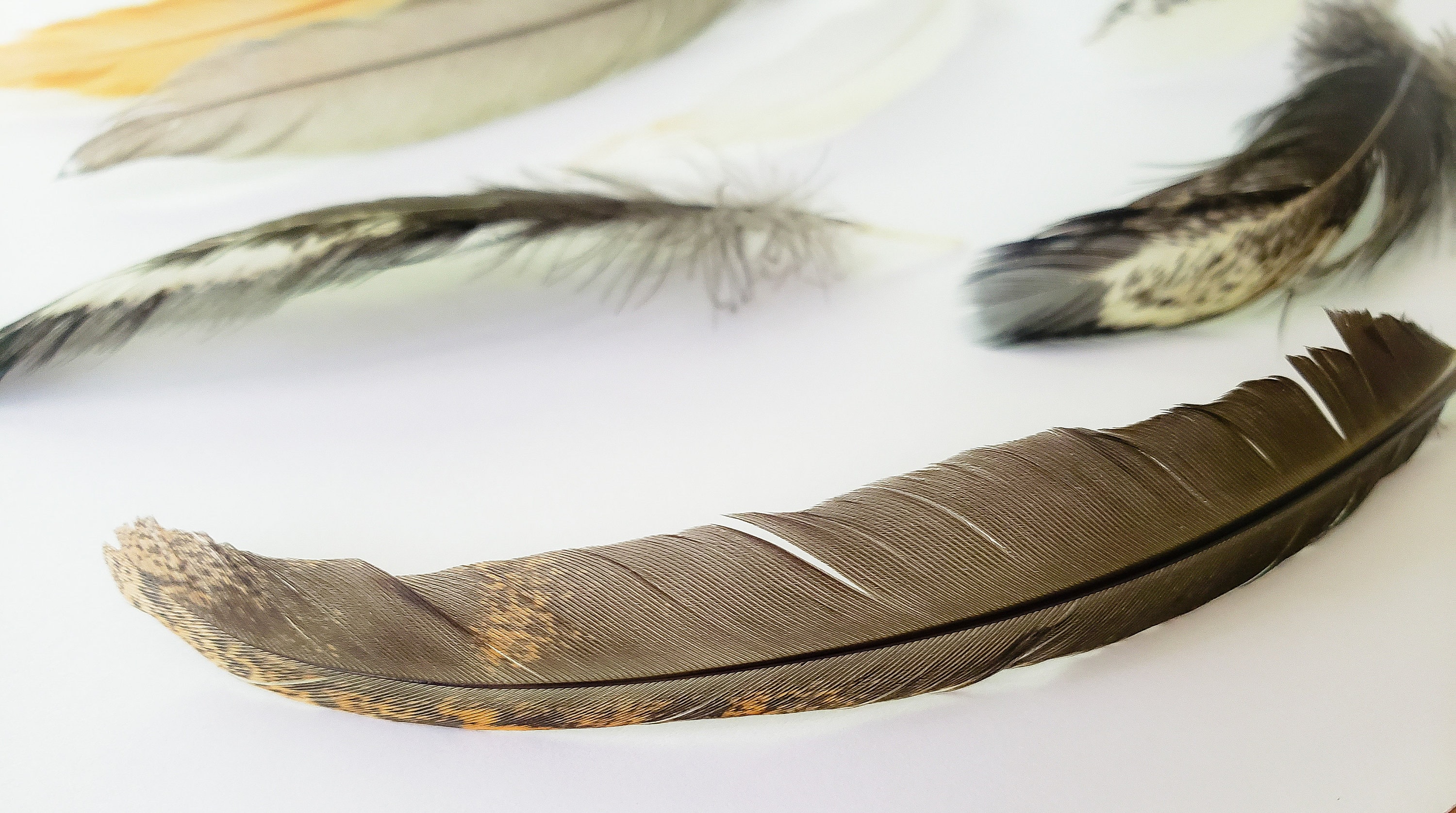 50, 100, 250, or 500 Bulk Feathers, Wholesale All-natural Chicken ...