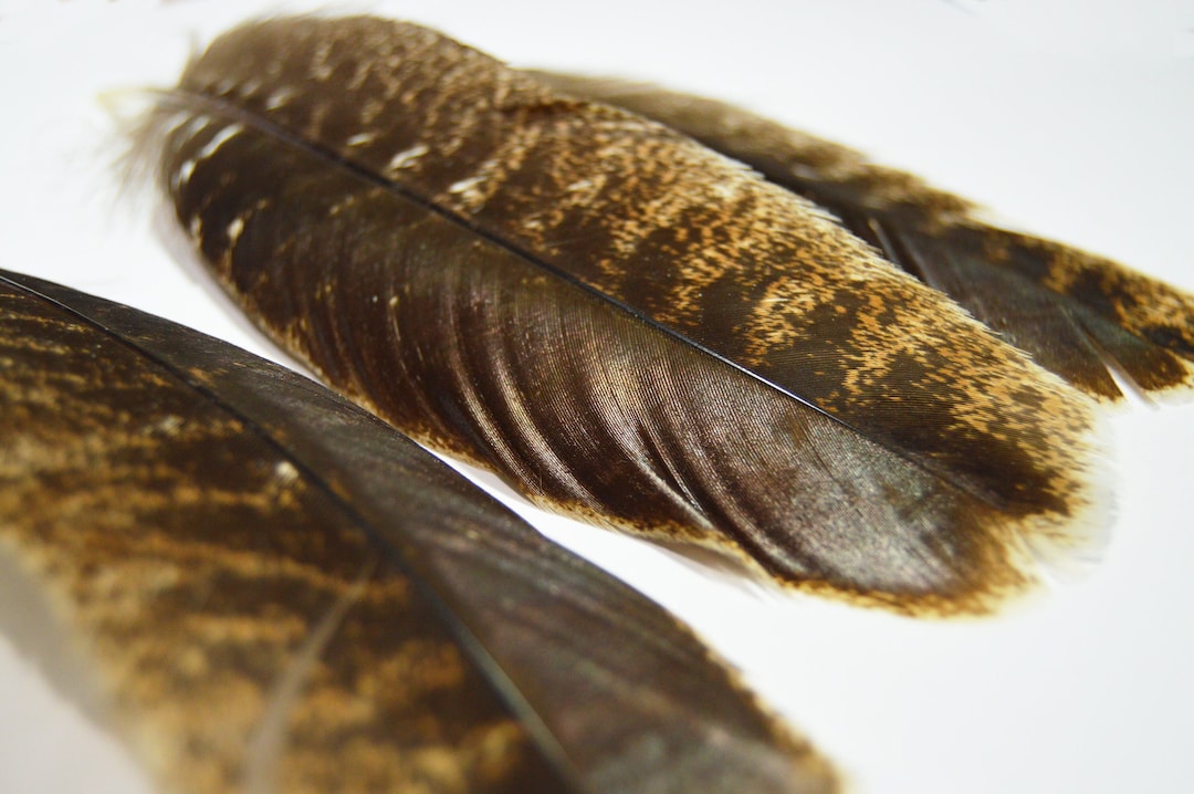 Natural Turkey Feather, FREE Shipping, Ethically Sourced, Heritage ...