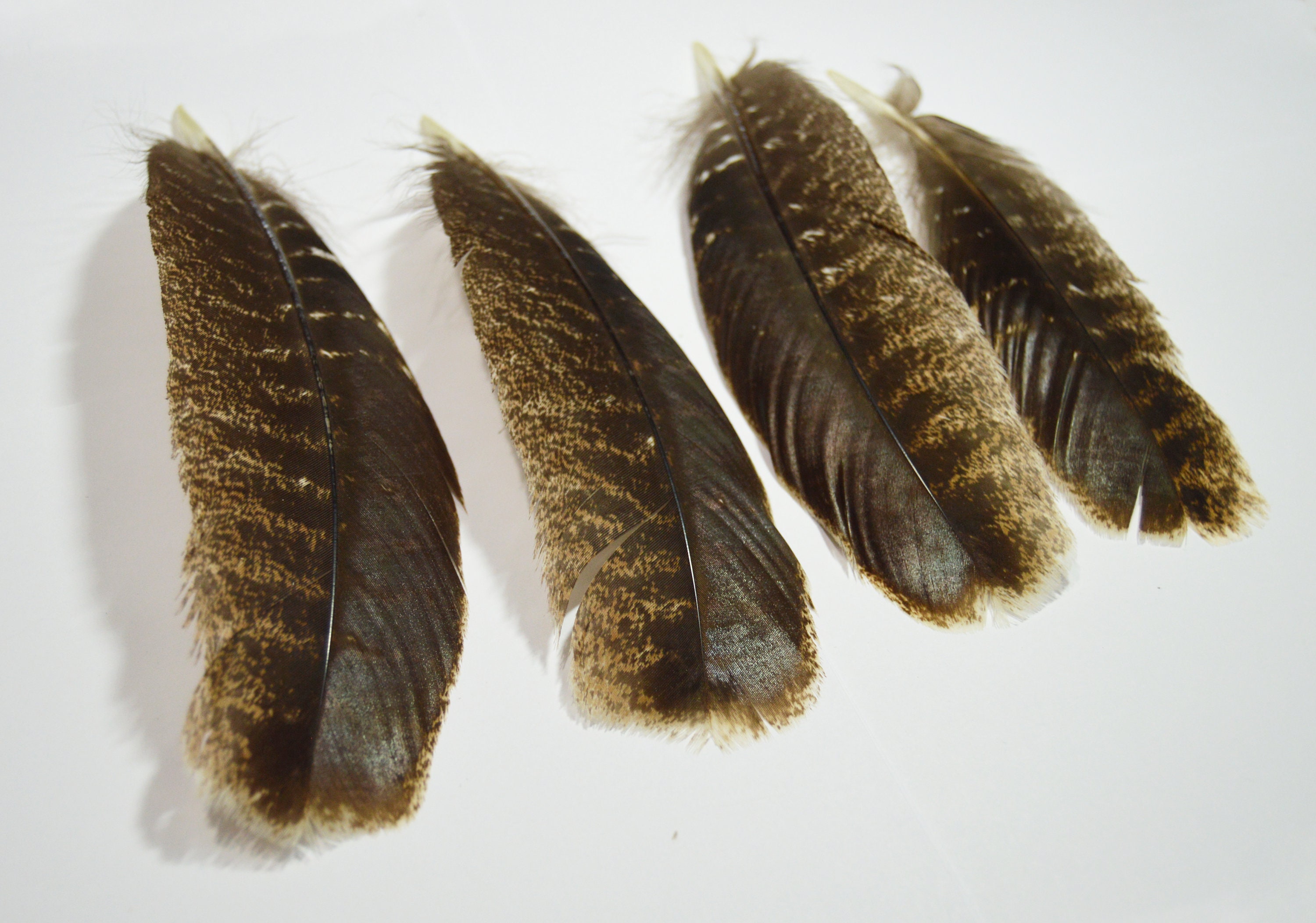 Natural Turkey Feather, FREE Shipping, Ethically Sourced, Heritage ...