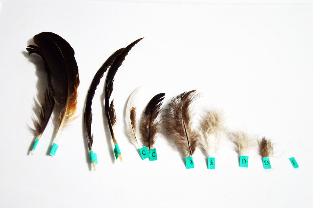 Set of Natural Feathers for Educational Purposes, Homeschool Unit on ...