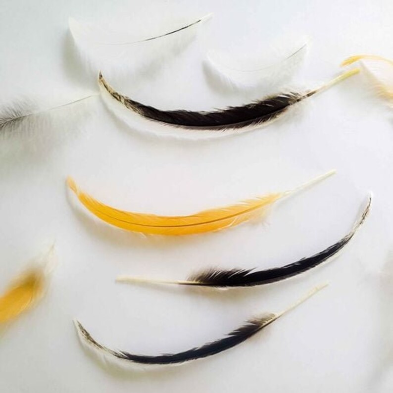 Set of Natural Feathers for Educational Purposes, Homeschool Unit on ...