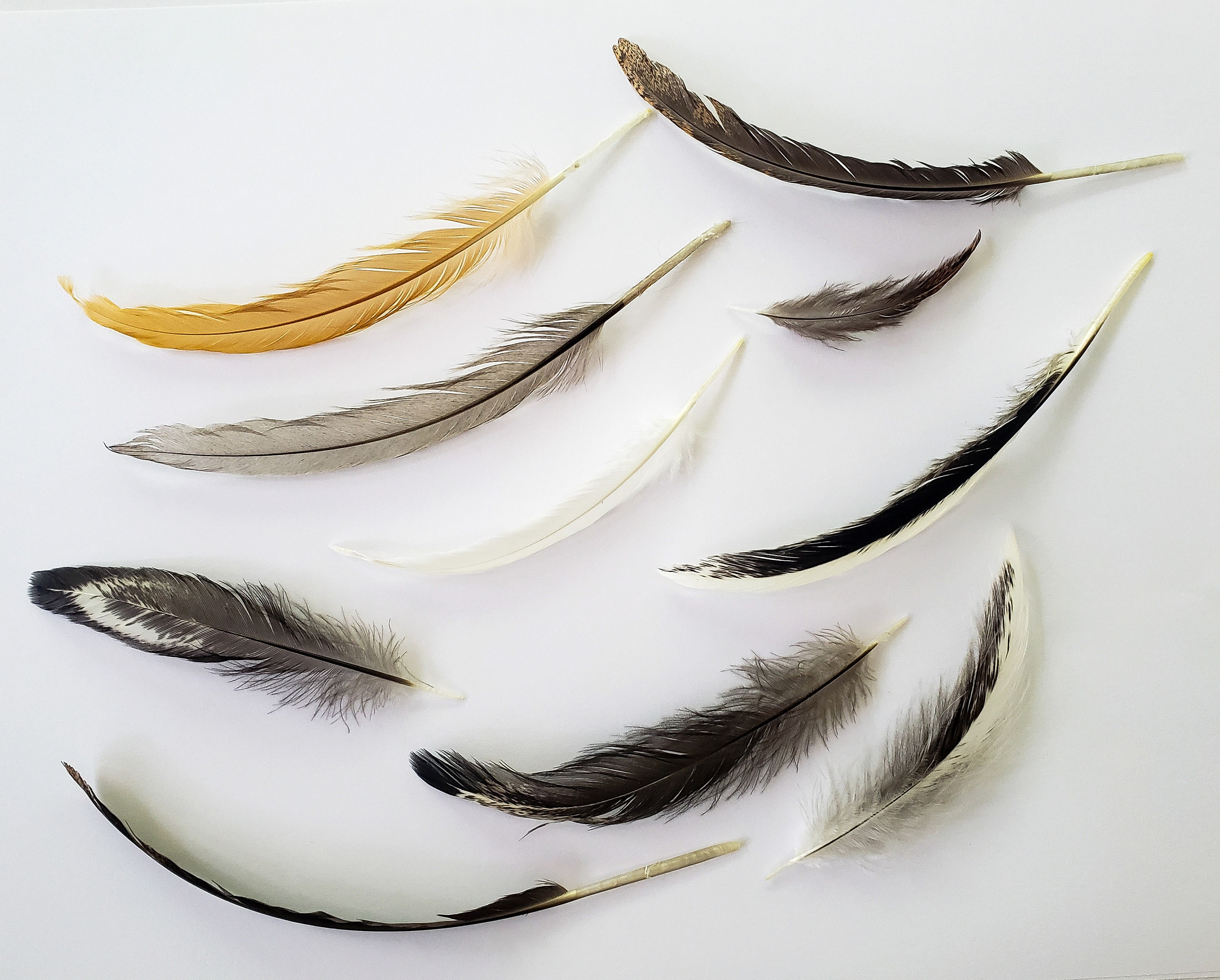 Set of Natural Feathers for Educational Purposes, Homeschool Unit on ...