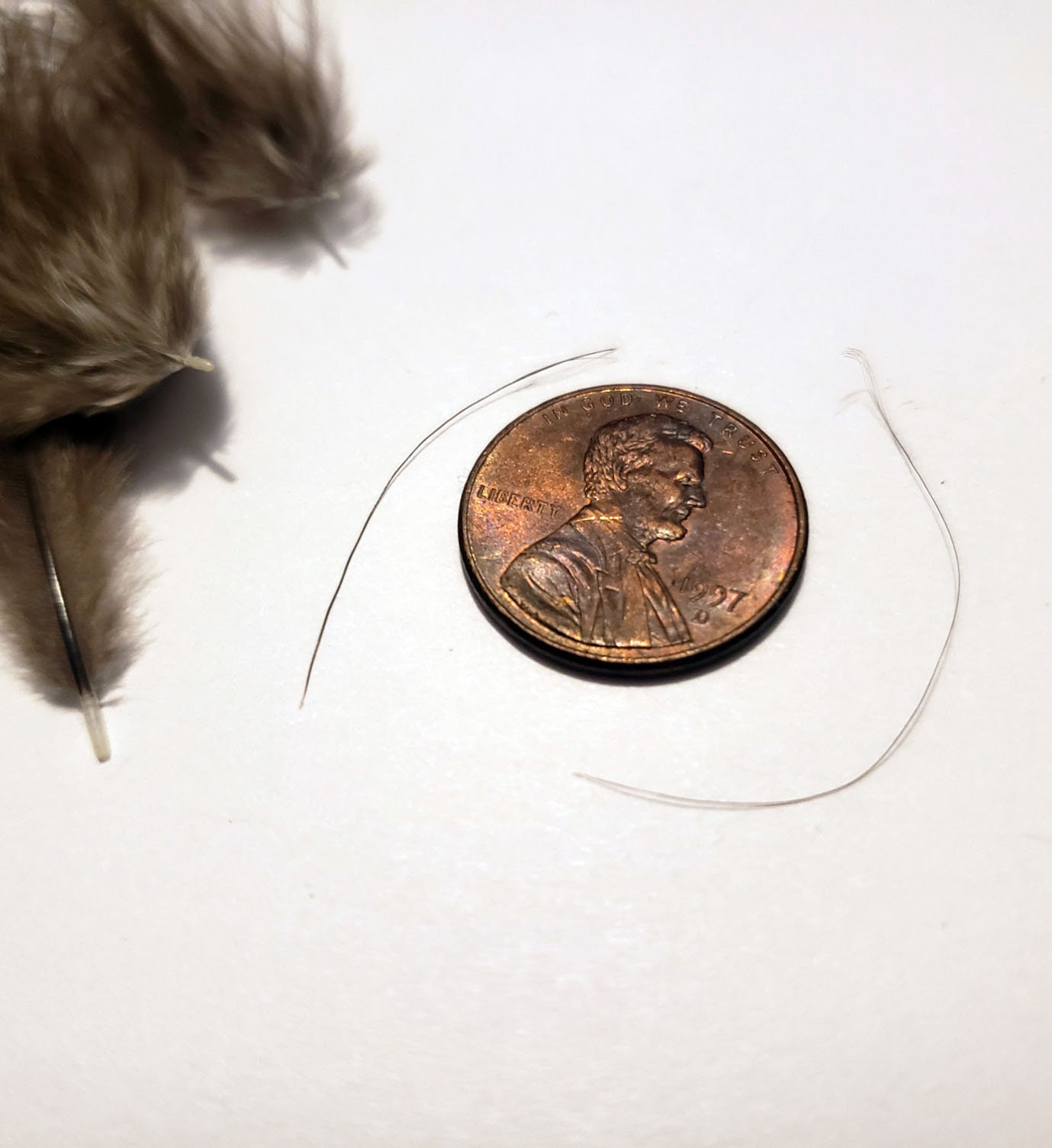 Set of Natural Feathers for Educational Purposes, Homeschool Unit on ...