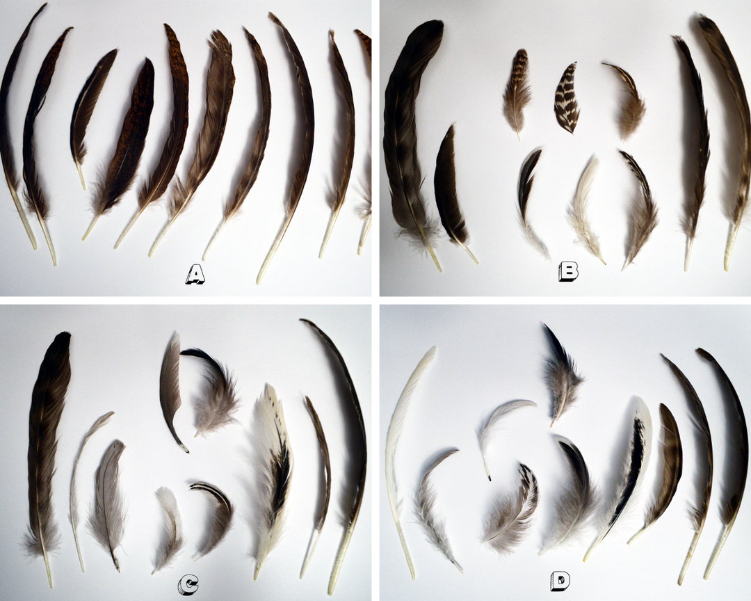 Choose Your Set of 10 Natural Feathers - Ethically Sourced - Clean and ...