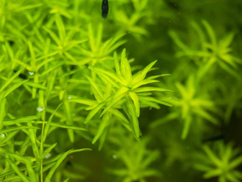 Pearl Grass AKA Baby Tears hemianthus Micranthemoides 2 - Etsy