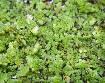 Azolla Fairy Moss Live Aquarium Floating Plant - Etsy