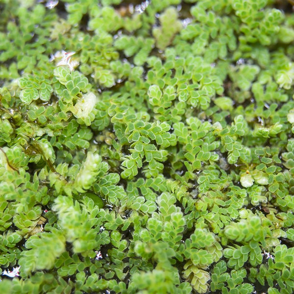 Floating Freshwater Plant for Aquarium - Etsy