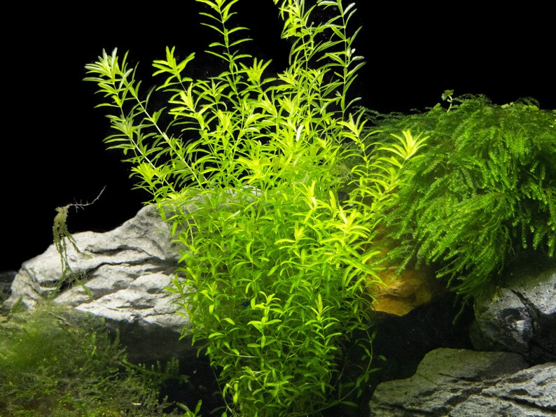 Pearl Grass AKA Baby Tears hemianthus Micranthemoides 2 - Etsy