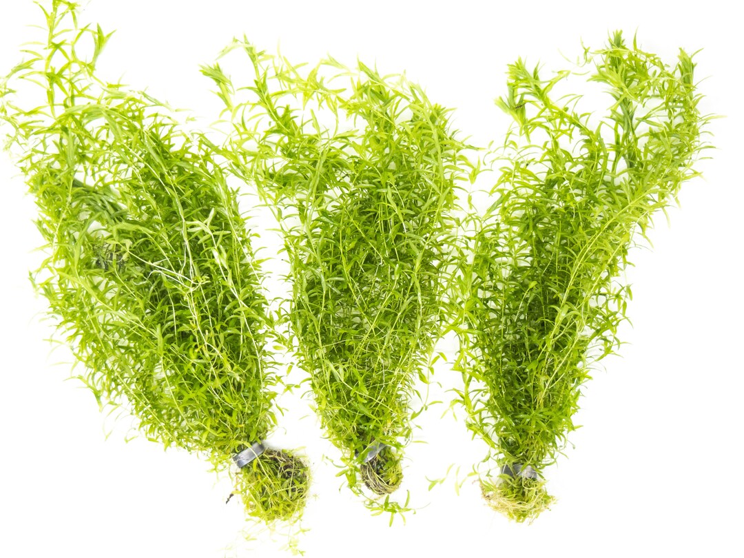 Pearl Grass AKA Baby Tears hemianthus Micranthemoides 2 Bunches - Etsy