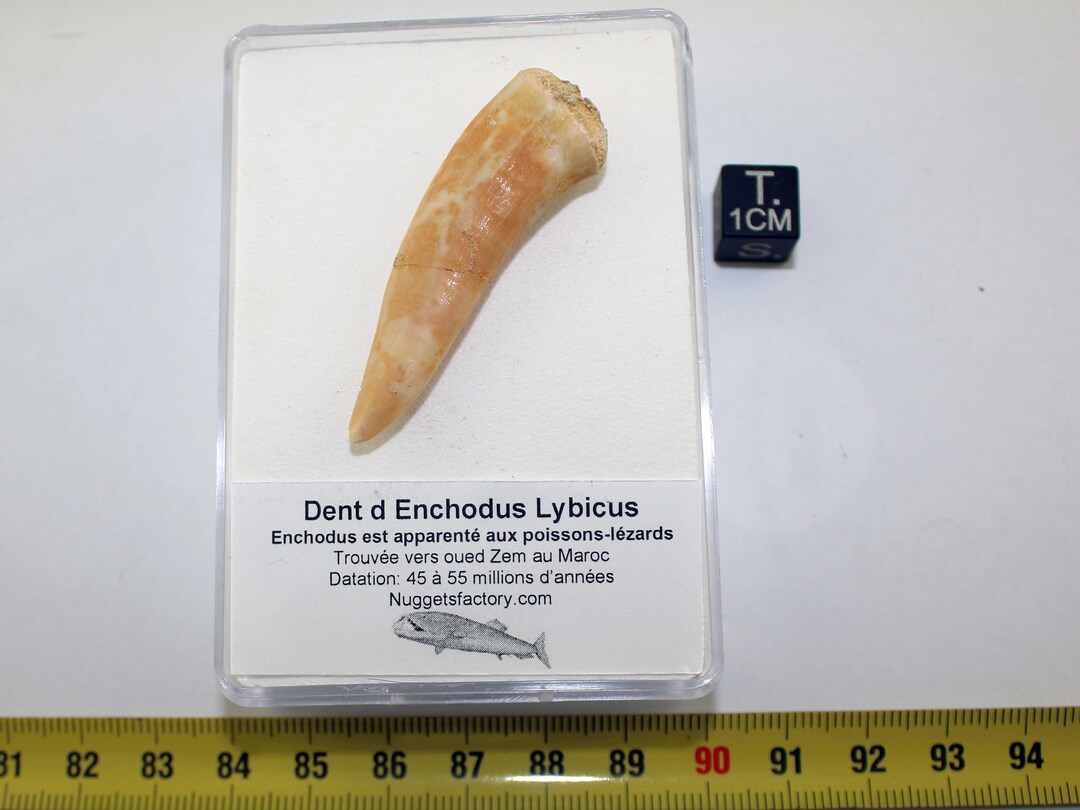 Prehistoric Enchodus Lybicus Tooth in a Box ( Morocco - 006 ** ) - Etsy