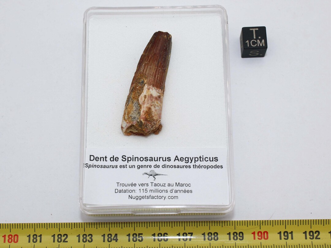 Spinosaurus Aegypticus Dinosaur Tooth in a Box morocco 4.2 Centimeters ...