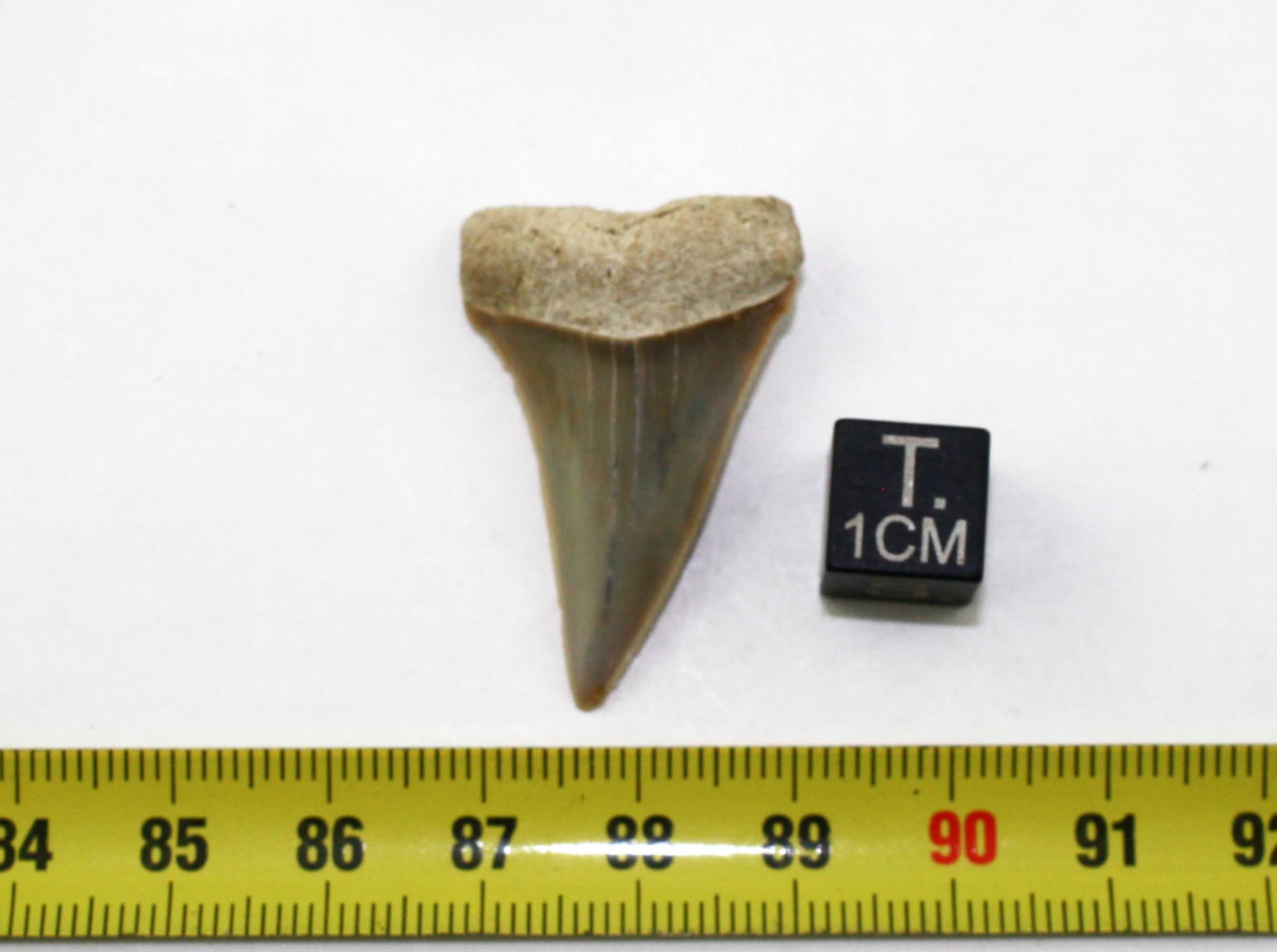 Fossil Shark Tooth Carcharodon Hastalis in a Box (chile - 3.6 ...