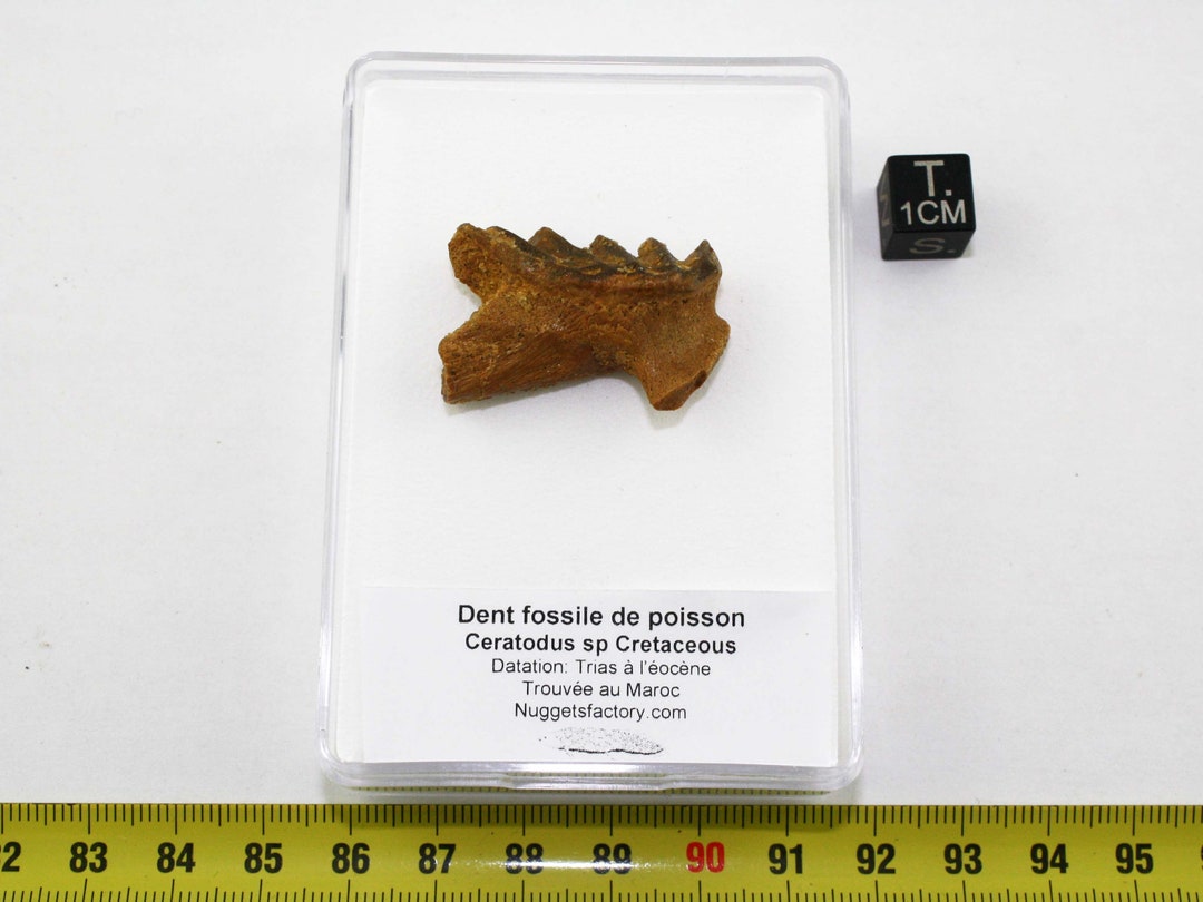 Ceratodus Sp Cretaceous Fish Tooth in a Box morocco 003 - Etsy