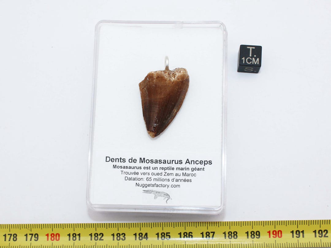 Dinosaur Tooth Pendant Necklace in Box Mosasaurus morocco-046 - Etsy