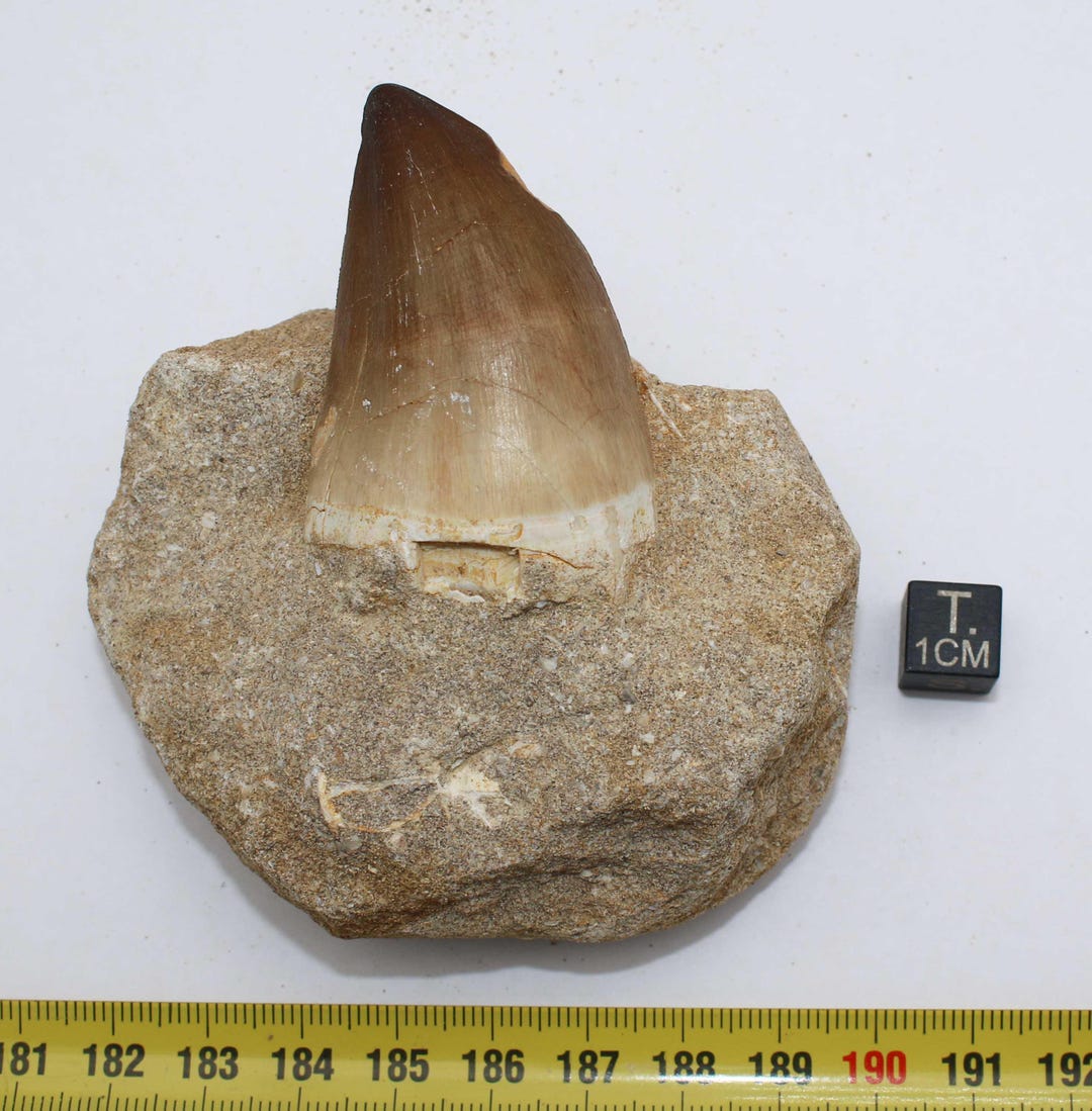 Mosasaurus Beaugei Tooth on Original Matrix - Mosasaur (morocco - 199 ...