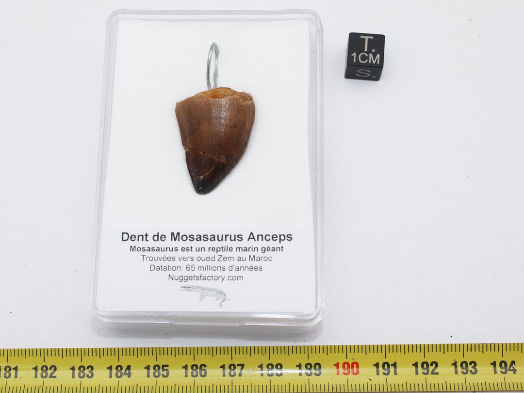 Dinosaur Tooth Pendant Necklace in a Box - Mosasaurus (morocco-053 ...