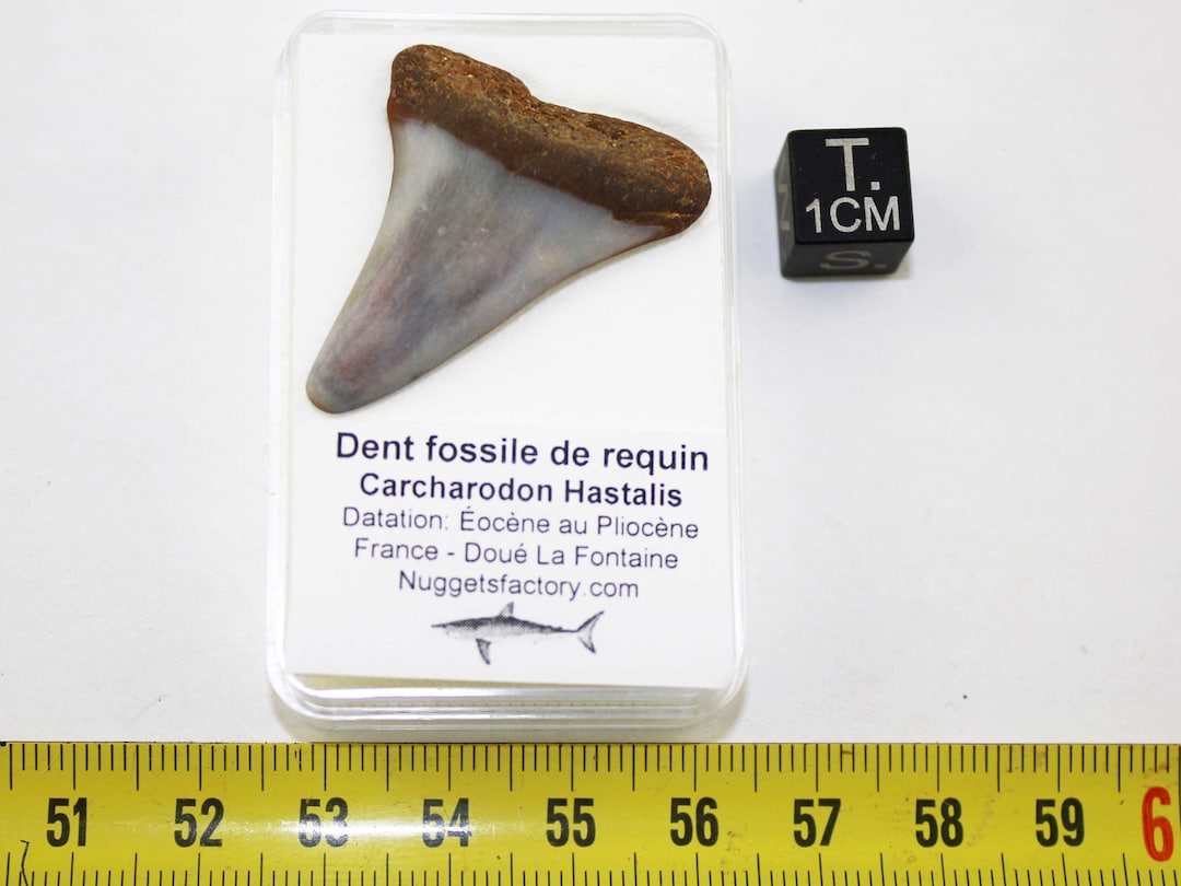 Fossil Shark Tooth Carcharodon Hastalis in a Box (france - 3.7 ...