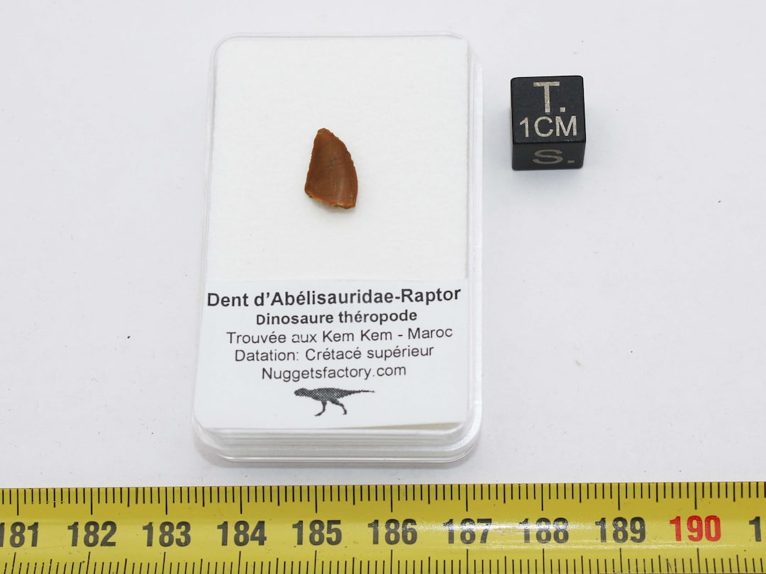 Abelisauridae Dinosaur Tooth Raptor in a Box morocco 1.14 Centimeter ...