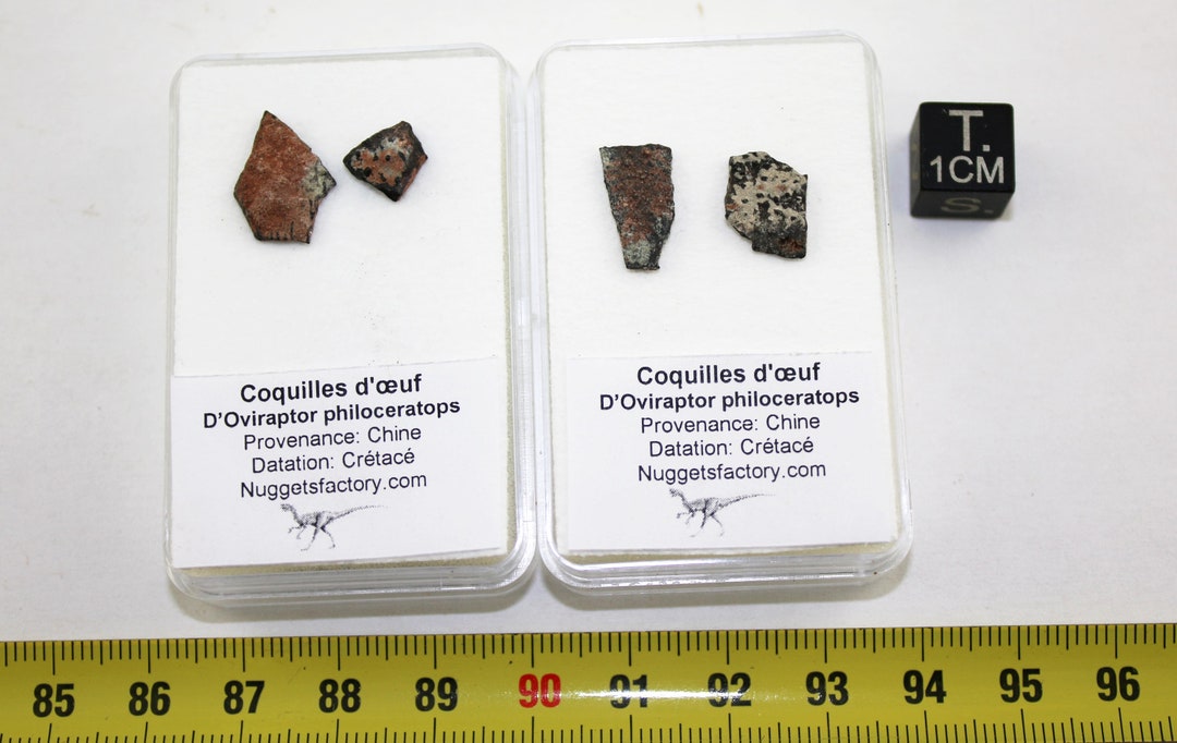 Fossil Shells of Oviraptor Dinosaur in a Box (china **) - Etsy