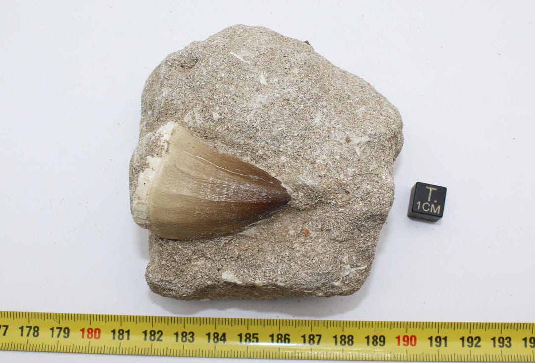 Mosasaurus Beaugei Tooth on Original Matrix Mosasaur morocco 202 - Etsy ...