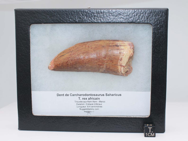 1 Tooth of Carcharodontosaurus Saharicus - African T REX (morocco - 8.4 ...