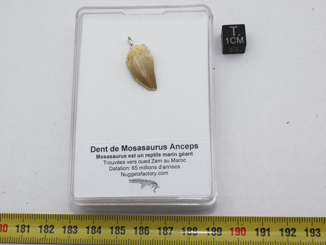 Dinosaur Tooth Pendant Necklace in a Box - Mosasaurus (morocco-055 ...