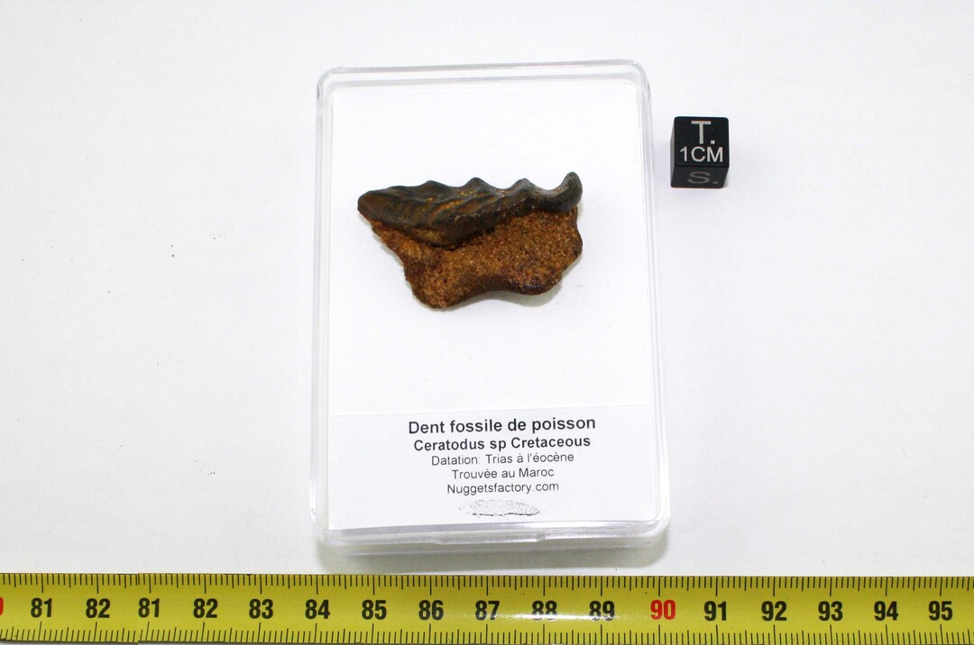 Ceratodus Sp Cretaceous Fish Tooth in a Box (morocco - 002 **) - Etsy