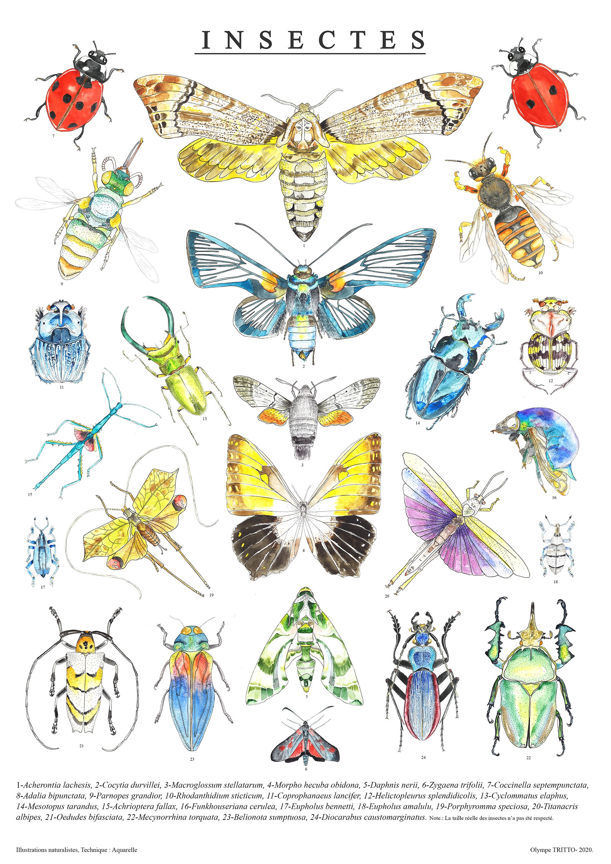 Póster Insectos un tablero entomológico para una decoración - Etsy México
