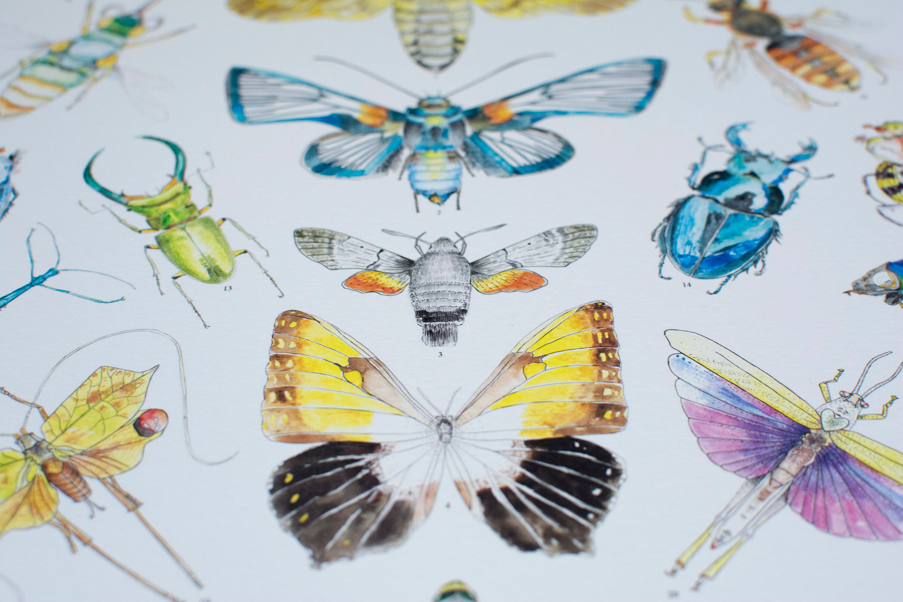 Póster Insectos un tablero entomológico para una decoración - Etsy México