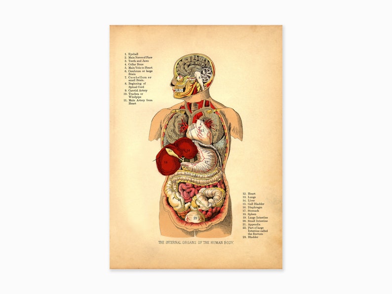 Internal Organs of the Human Body 1905 Fine Art Giclée | Etsy
