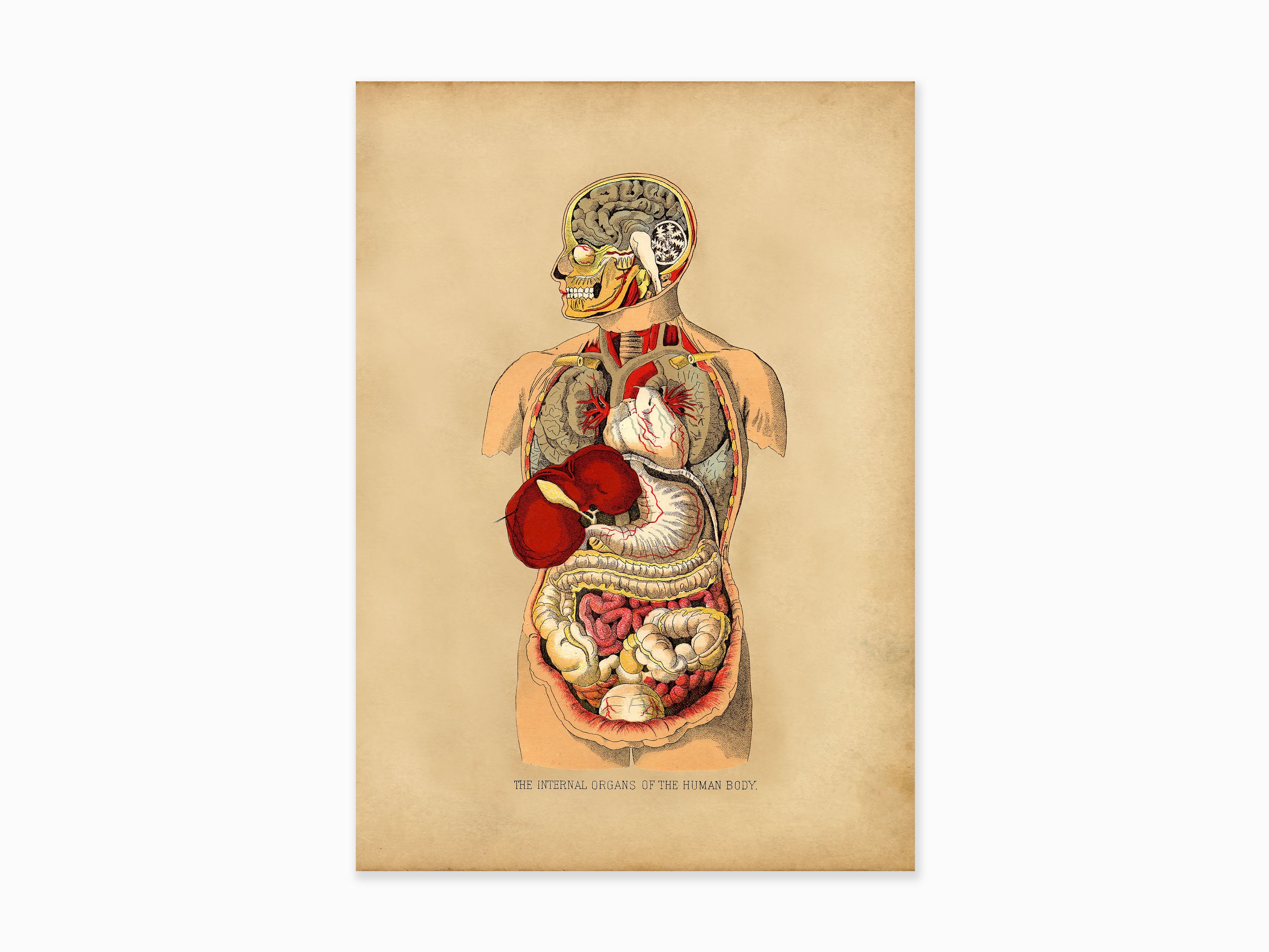 Internal Organs of the Human Body, 1905, Giclée Art Print. A4/ A3/ A2 ...