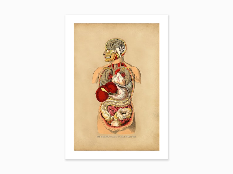 Internal Organs of the Human Body, 1905, Giclée Art Print. A4/ A3/ A2 ...