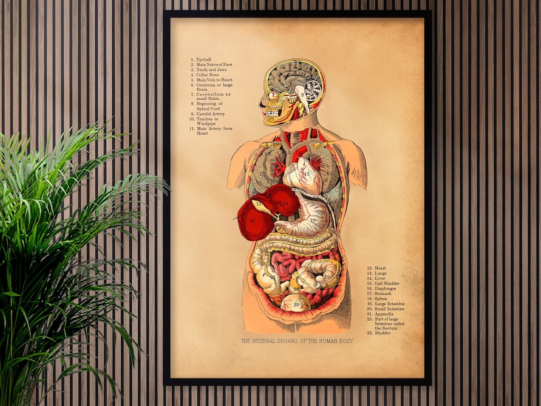 Internal Organs of the Human Body, 1905, Giclée Art Print. A4/ A3/ A2 ...