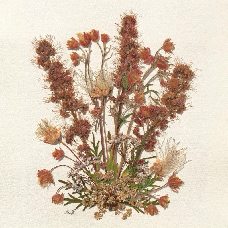 Prairie Smoke Flower - Etsy