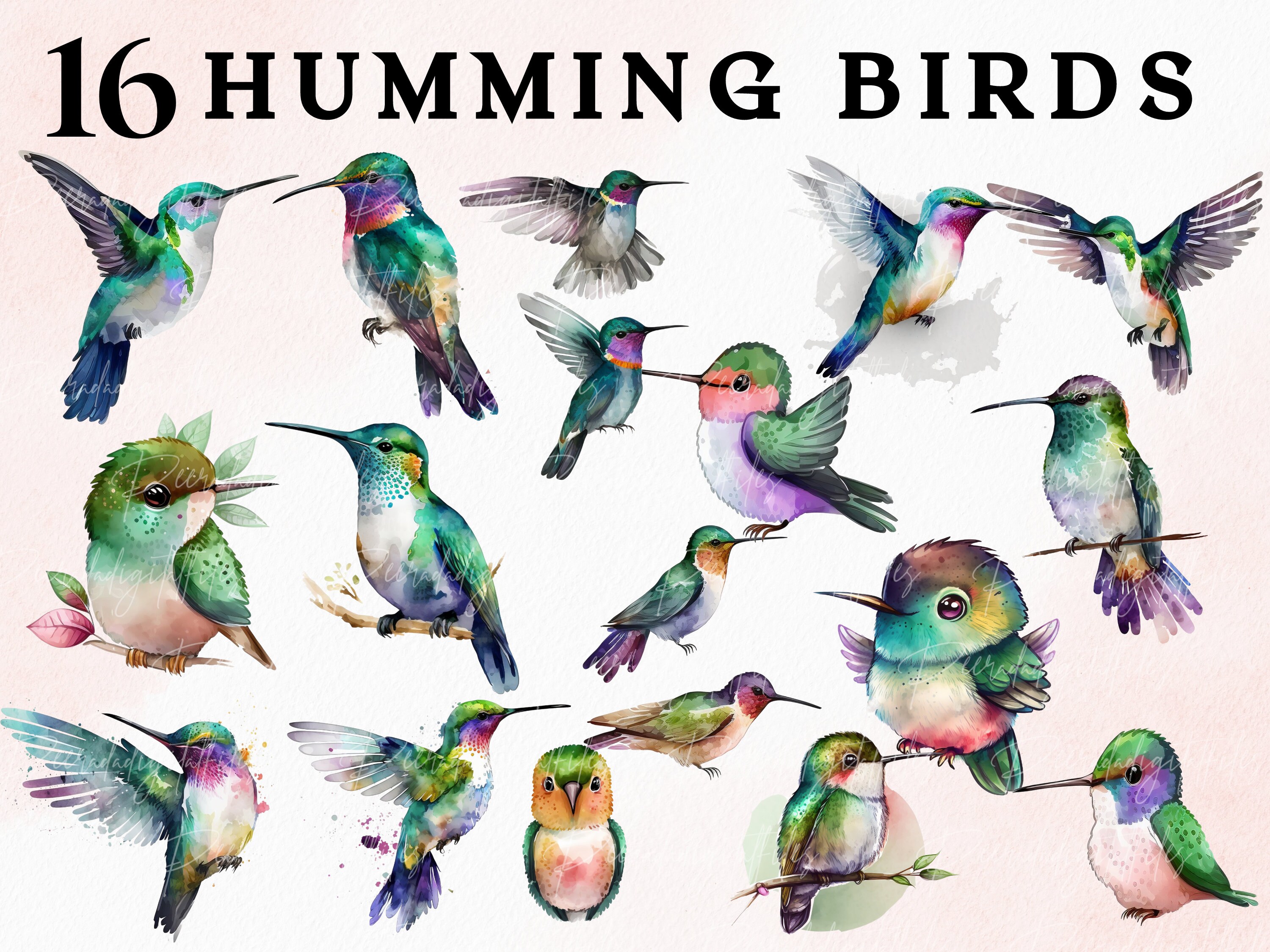 16 Watercolor Hummingbirds Clipart Springtime Cute Birds and - Etsy