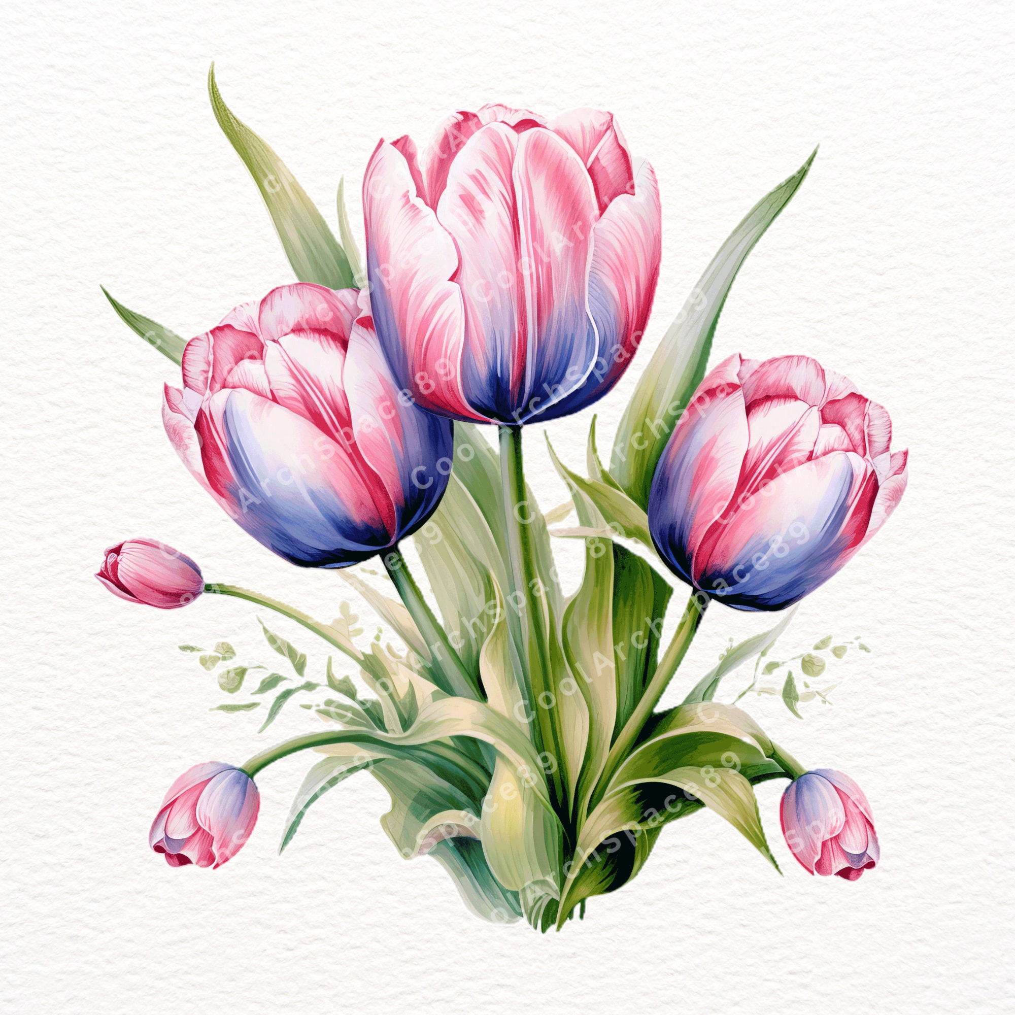 16 PNG Watercolor Tulips Clip Art ,tulips Pink White Blue Bouque PNG ...