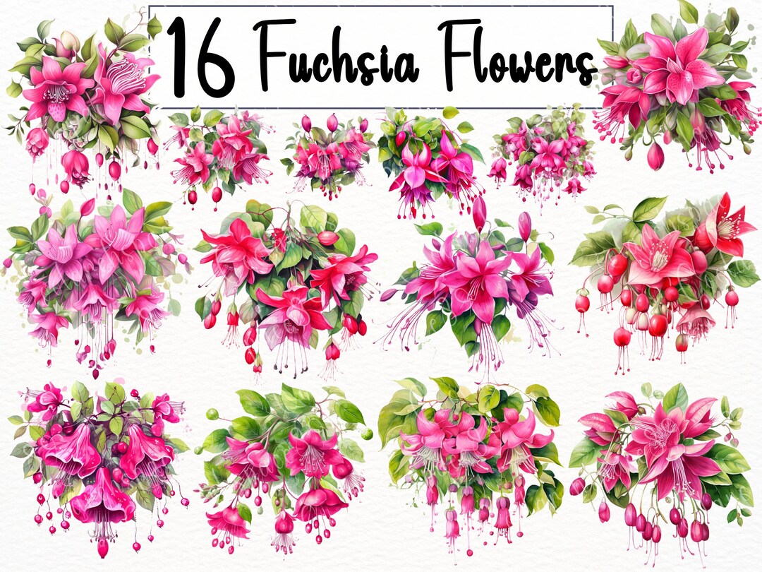 Watercolor Fuchsia Flower Clipart, Spring Floral Bouquets (PNG, Digital ...