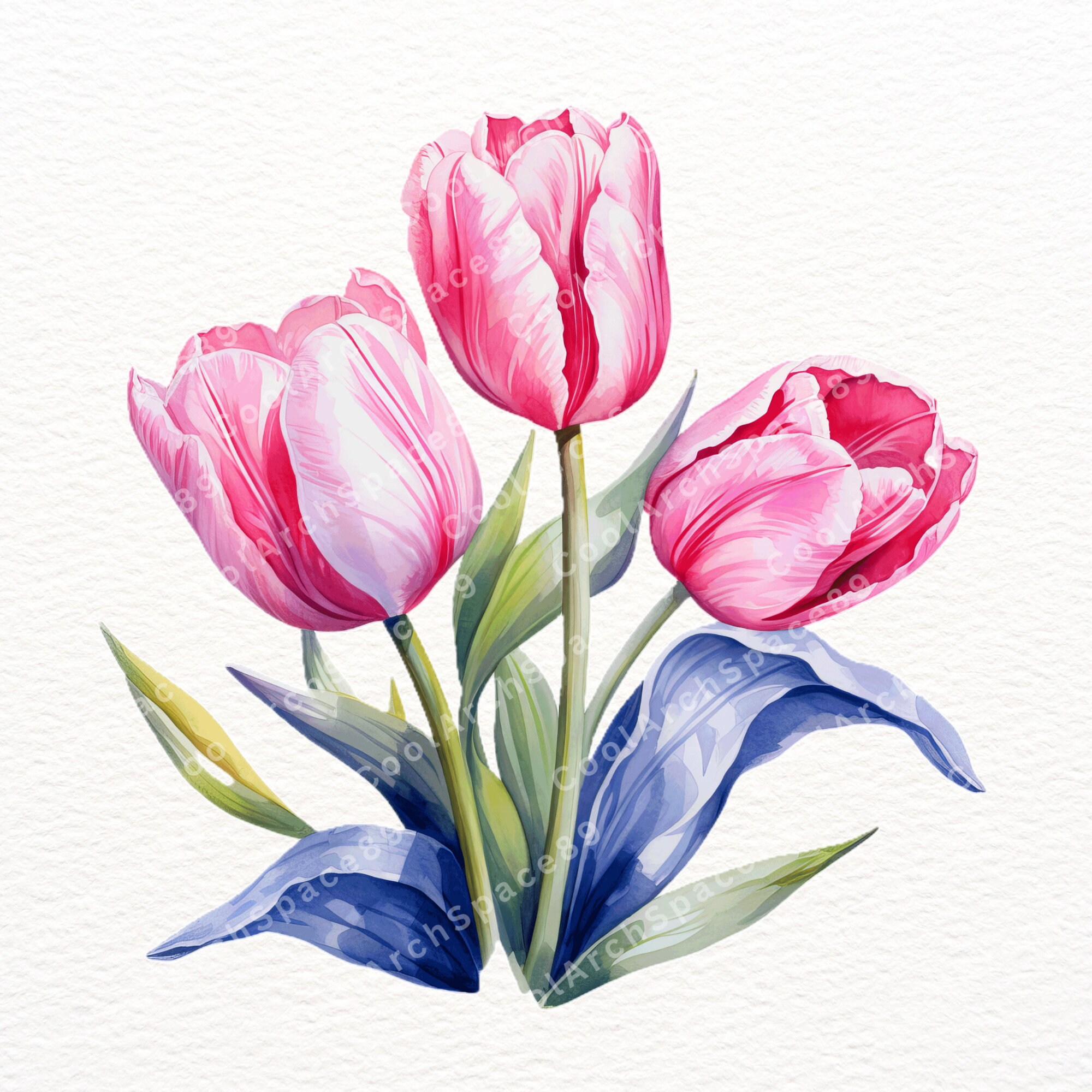 16 PNG Watercolor Tulips Clip Art ,tulips Pink White Blue Bouque PNG ...