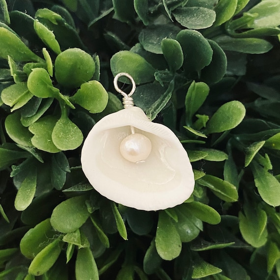 Company Naples Sea Shell