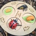 Ladybird Life Cycle, Birthdaygift, Forest School, Primary, EYFS ...