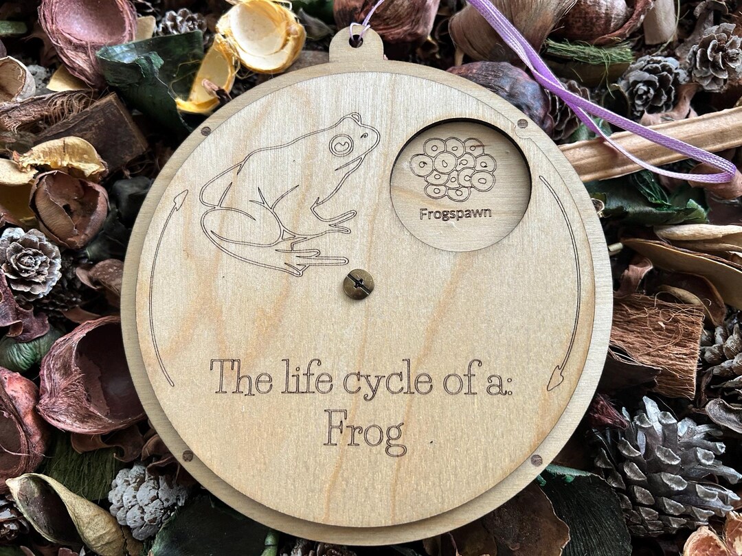Frog Life Cycle, Interactive - Etsy