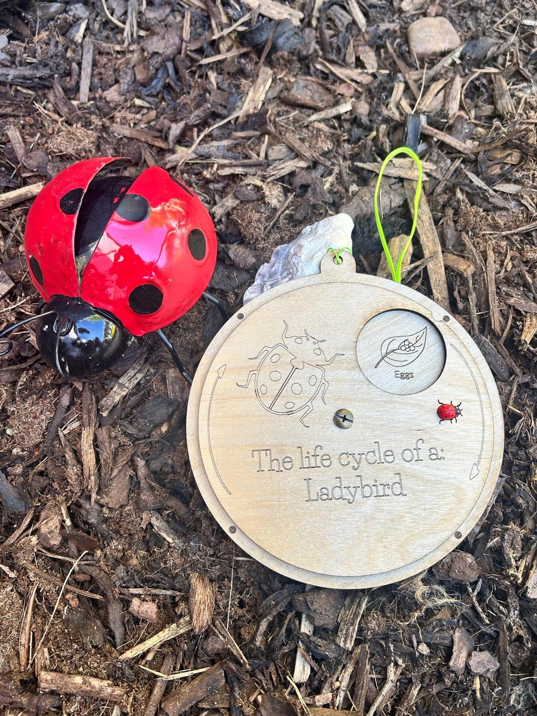 Interactive Ladybird Life Cycle Model Educational Fun Engaging - Etsy