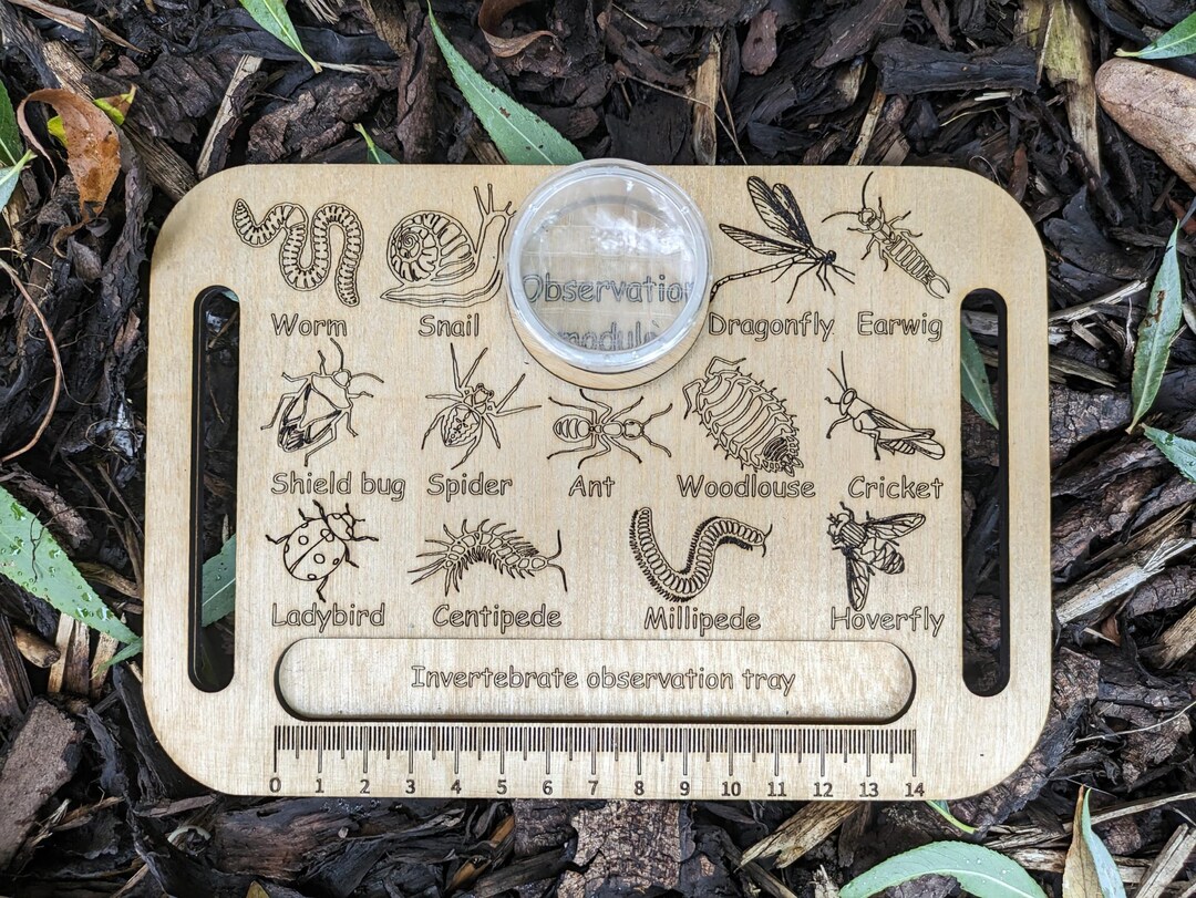 Invertebrate Observation Tray, Personalised Teachers Gift, Birthday ...