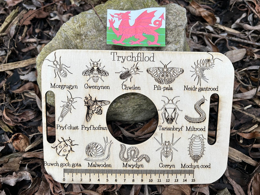 Welsh Language Invertebrate ID Tray: Birch Plywood Insect Identifier - Etsy
