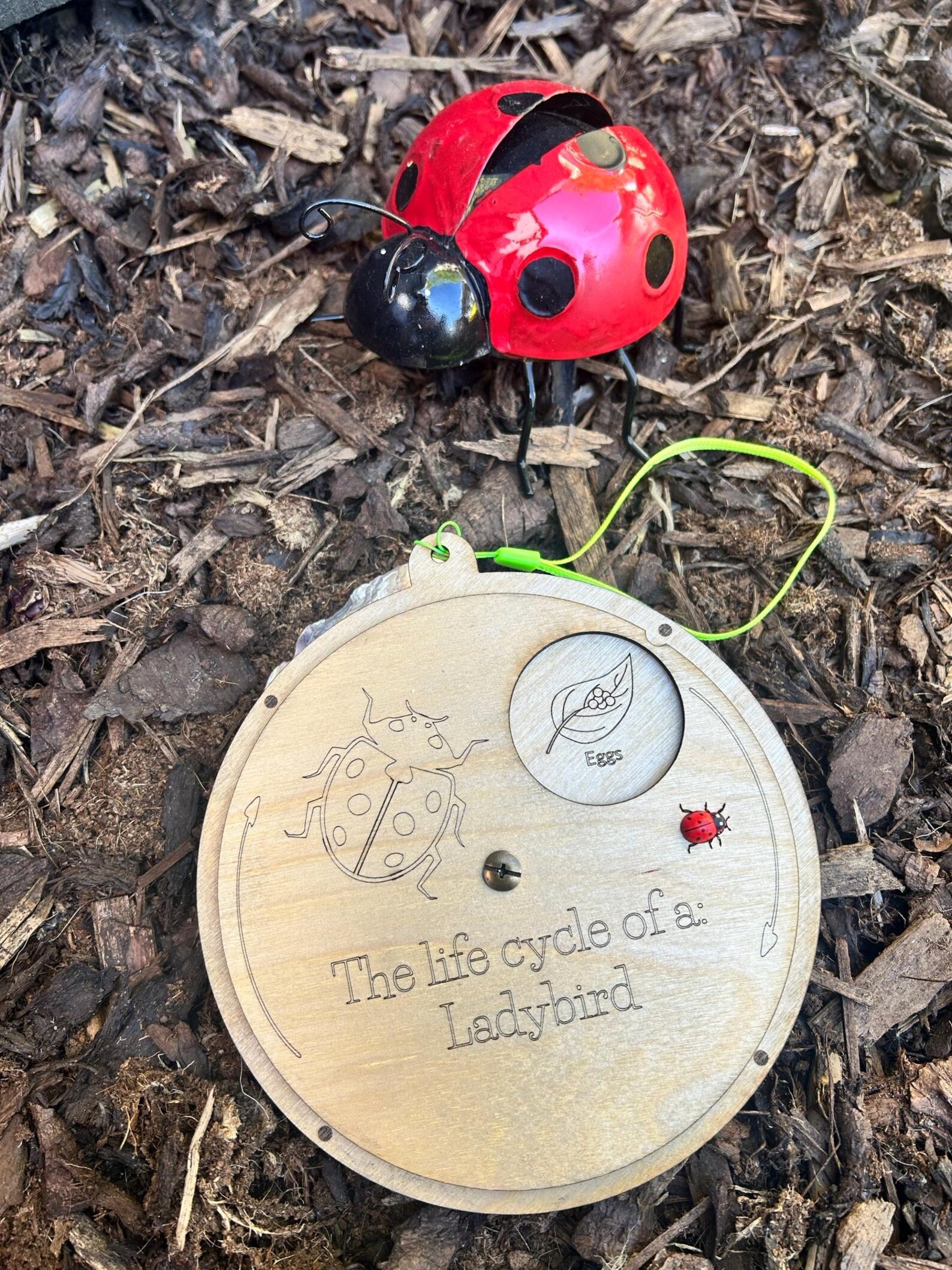 Interactive Ladybird Life Cycle Model Educational Fun Engaging - Etsy