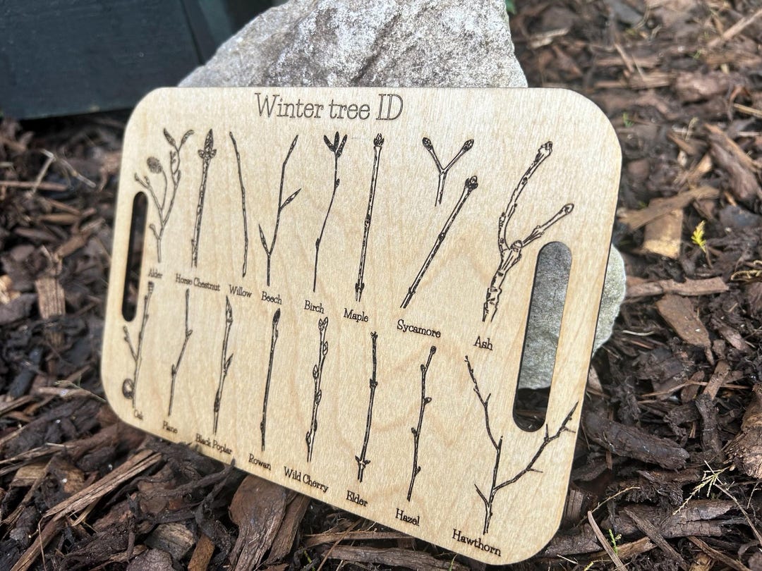 Twig ID for Winter Trees - Identify Trees With Ease - Etsy UK